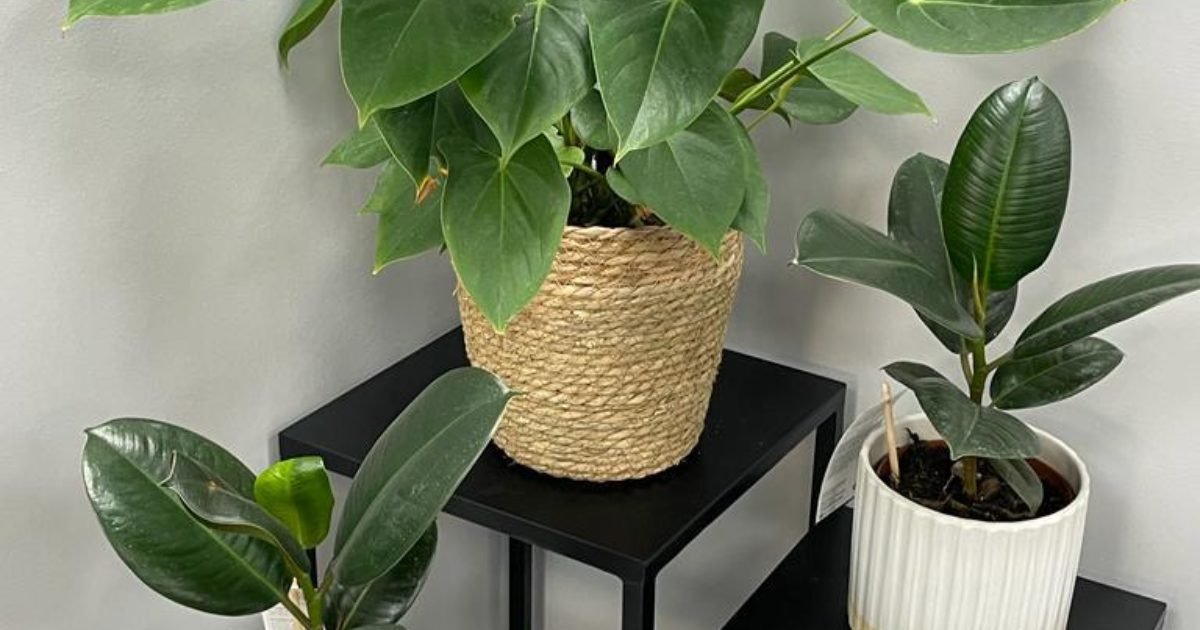 Crime Prevention Services | The Benefits of having Plants in our…